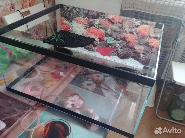 Черепахи и черепашник