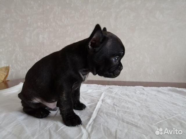 Продам щенят французского бульдога