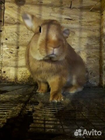 Самец Бургундской породы