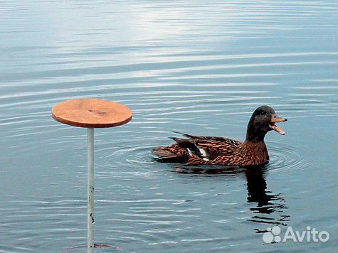 Подсадная дикая утка