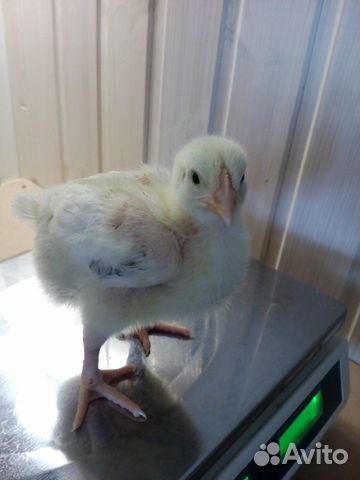 Бройлер кобб 500 Чехия подрощенный