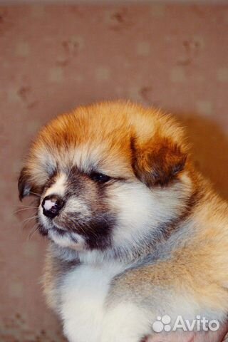 Комочки счастья