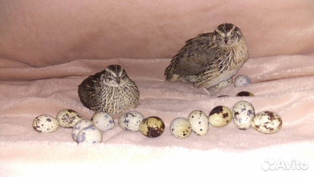 Перепел японский