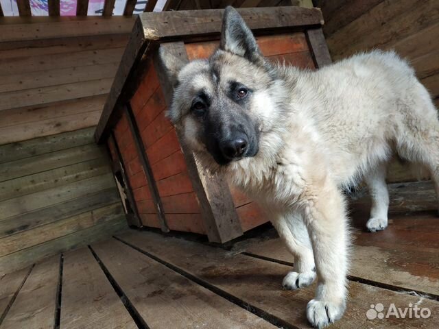 Щенок Медвежонок ищет дом
