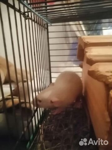 Крысята Дамбо