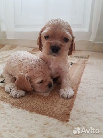 Американский кокер спаниель