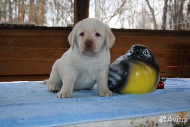 Лабрадор палевый мальчик 1,5 мес РКФ