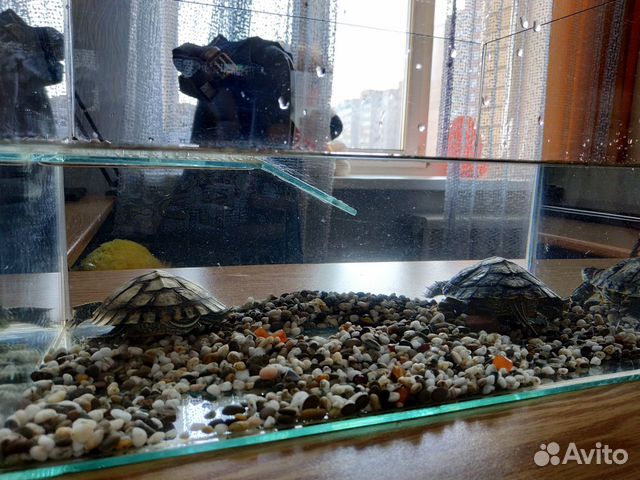 Красноухие черепахи