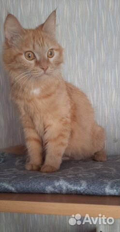 Подарю кошечку