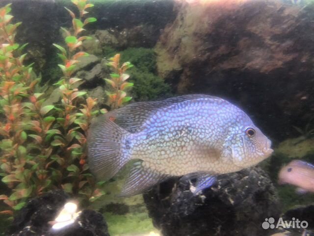 Бриллиантовая цихлазома