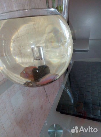 Отдам двух цихлид-мальчик и девочка