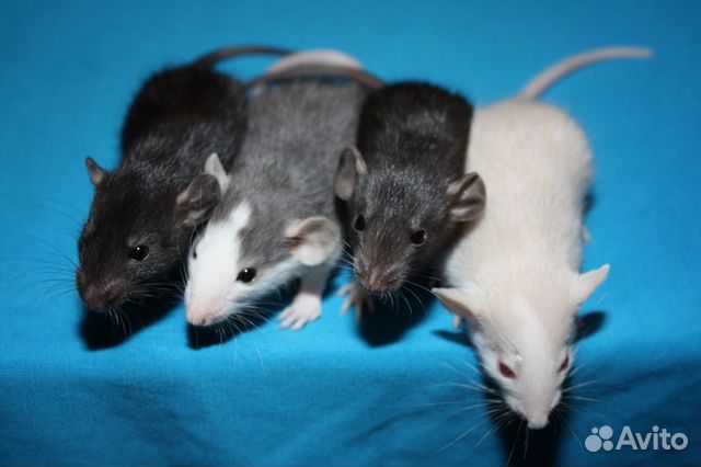 Крыски (дамбо)