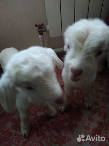 Отдам 2 козлят