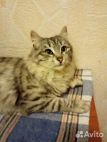 Кошка метисс бобтейл