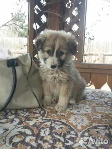 Щенок в добрые руки