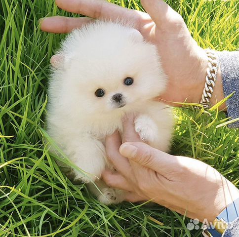 Медвежата супер мини померанцы шпицы