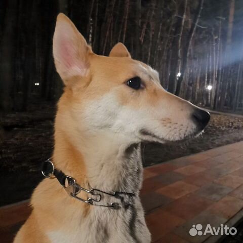 Собака Лайка Алиса