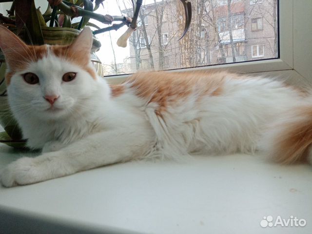 Кот Лучик: возраст-10 месяцев, кастрирован, ест ко