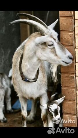 Высокоудойные козы