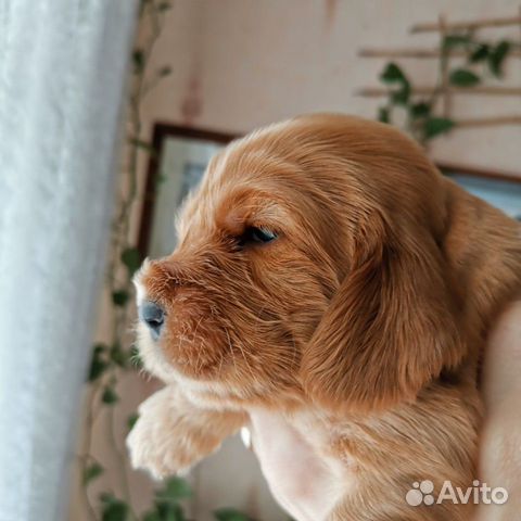 Щенки английского кокер-спаниеля