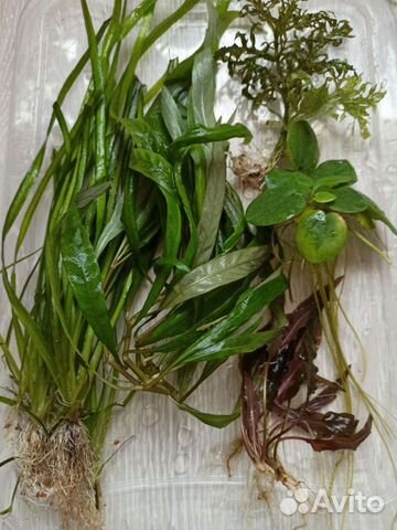 Набор аквариумных растений