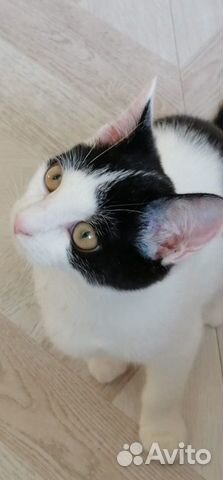 Котенок ищет дом