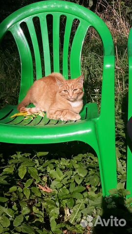 Рыжик ждет своего хозяина