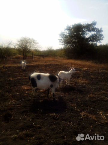 Козел и две козы