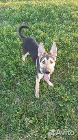 Щенок 10 месяцев