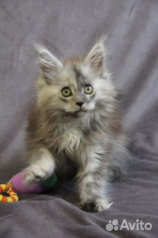 Мальчик Чучело -Мяучело