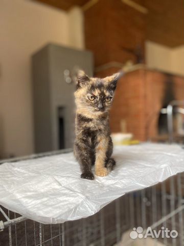 Котёнок Глория ищет дом и родителей