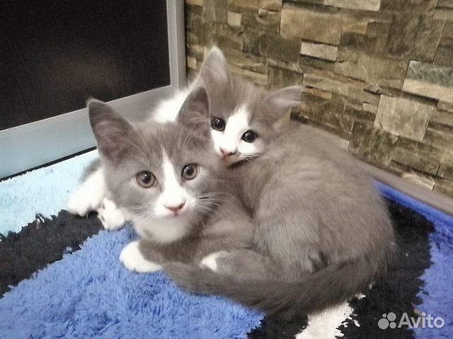 Коты и кошечки