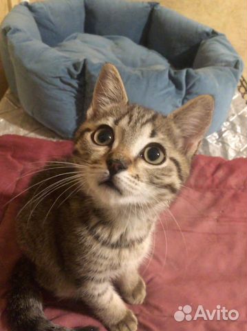 Котенок Бублик
