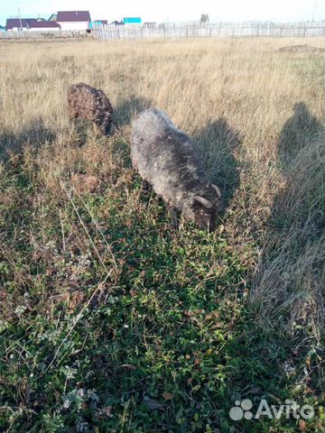 Бараны и овцы