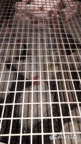 Домашние броллеры