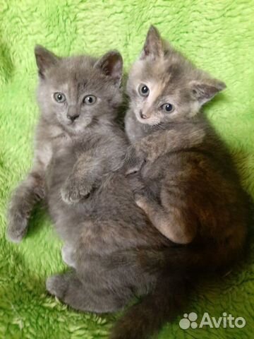 Две голубые пушистые принцессы 1.5 мес в дар