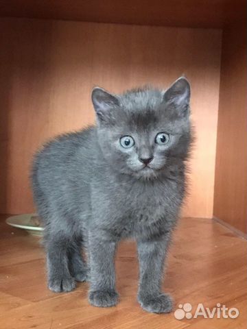 Котёнок Принц ищет хозяина. Отдадим в хорошие руки