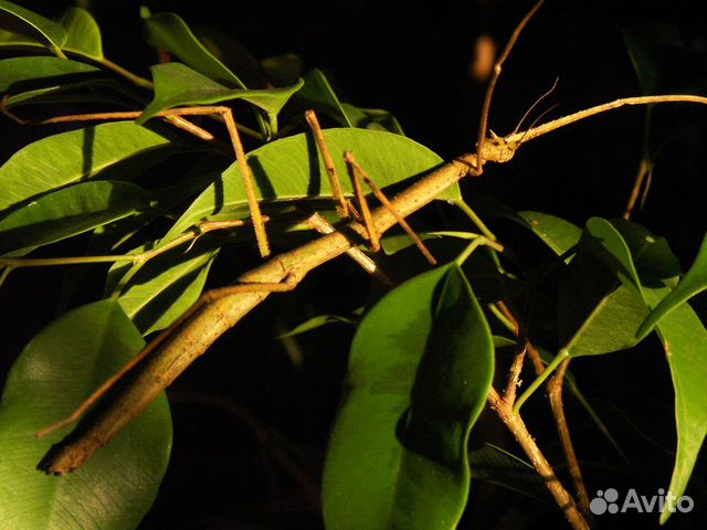 Палочники и тараканы