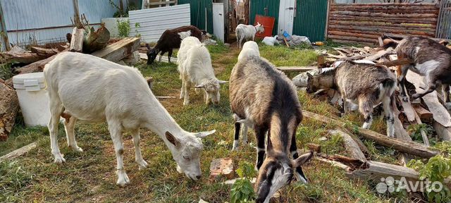 Коза зааненская