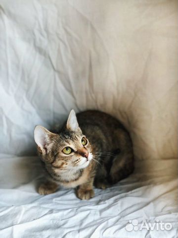 Малышка Флора ищет дом