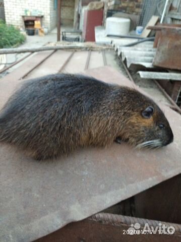 Нутрии на племя