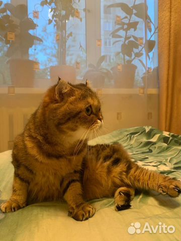 Кошка вислоухая