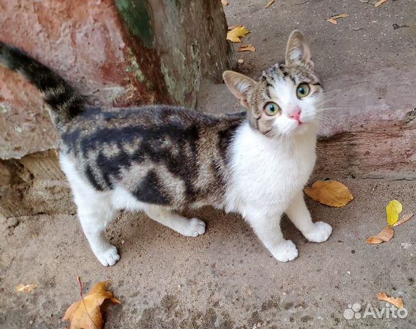 Котенок маруська