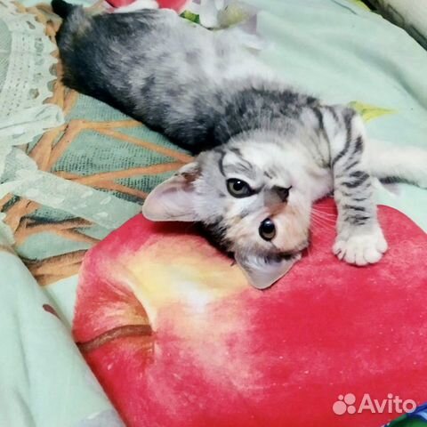 Ласковая котёна в добрые ручки