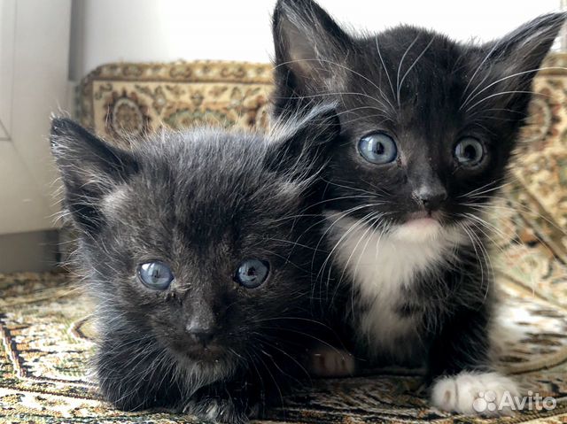 Голубоглазые котята-аристократы