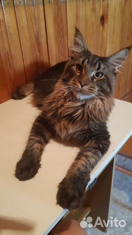 Продам в добрые руки