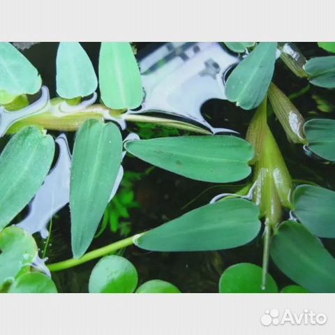 Гигрориза (Hygrorhiza aristata)