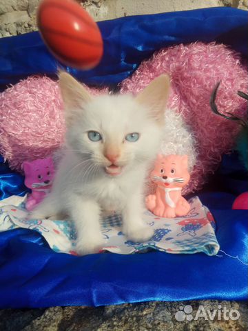 Малыш котенок ждет хозяина