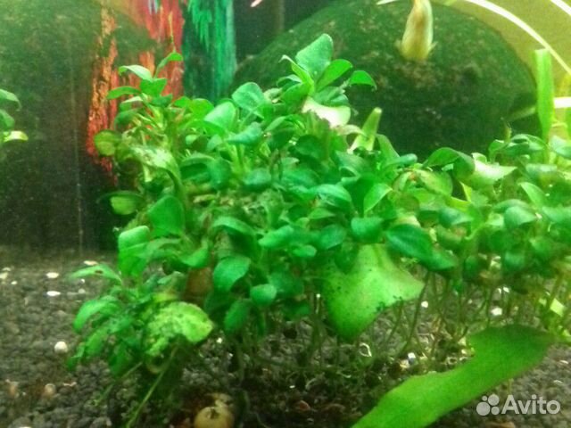 Анубиас нана