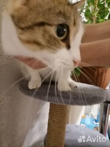 Отдам кошку